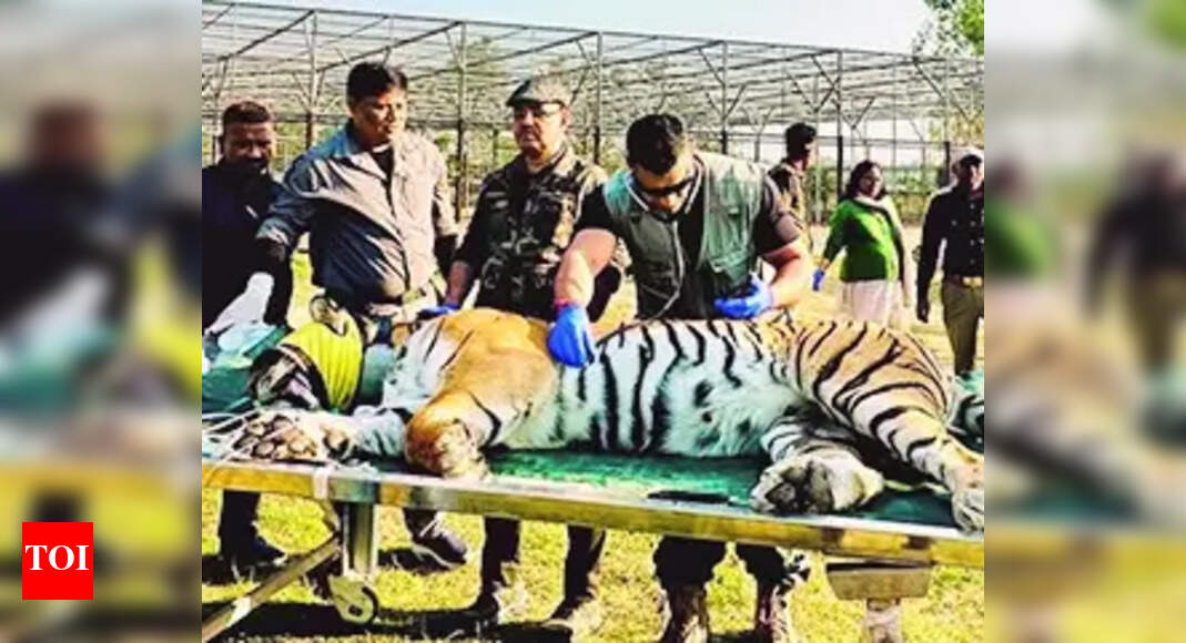 Tiger: Fourth tiger to be translocated from Corbett to Rajaji reserve ...