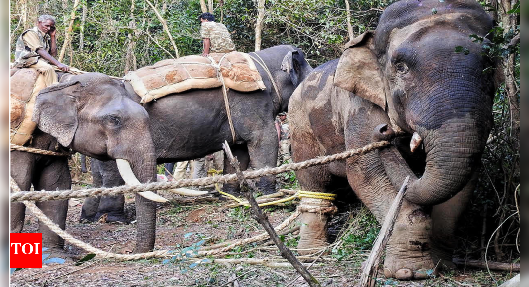 Let’s address the elephant in the room | Chennai News - Times of India