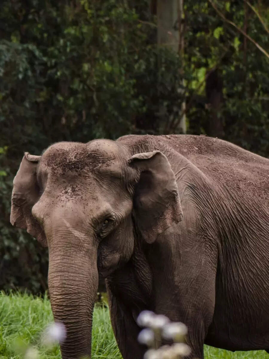 5 Animals That Serve as National Symbols of India | Times Now