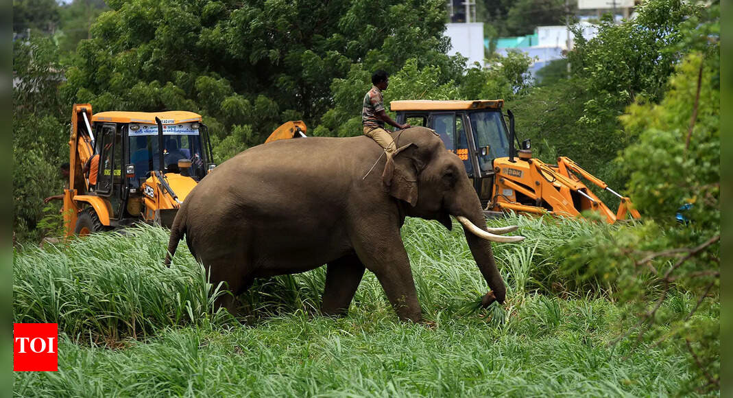 How to stop elephants from running amok in human habitats | India News ...