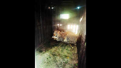 Forest Department: Forest Department Rescues Leopard in Deolali Camp ...