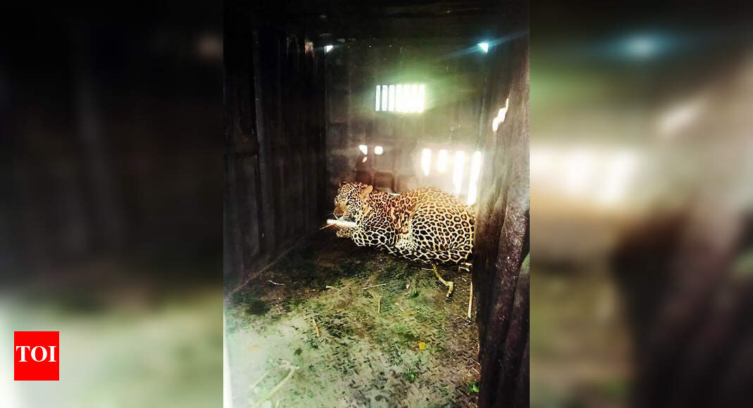 Forest Department: Forest Department Rescues Leopard in Deolali Camp ...