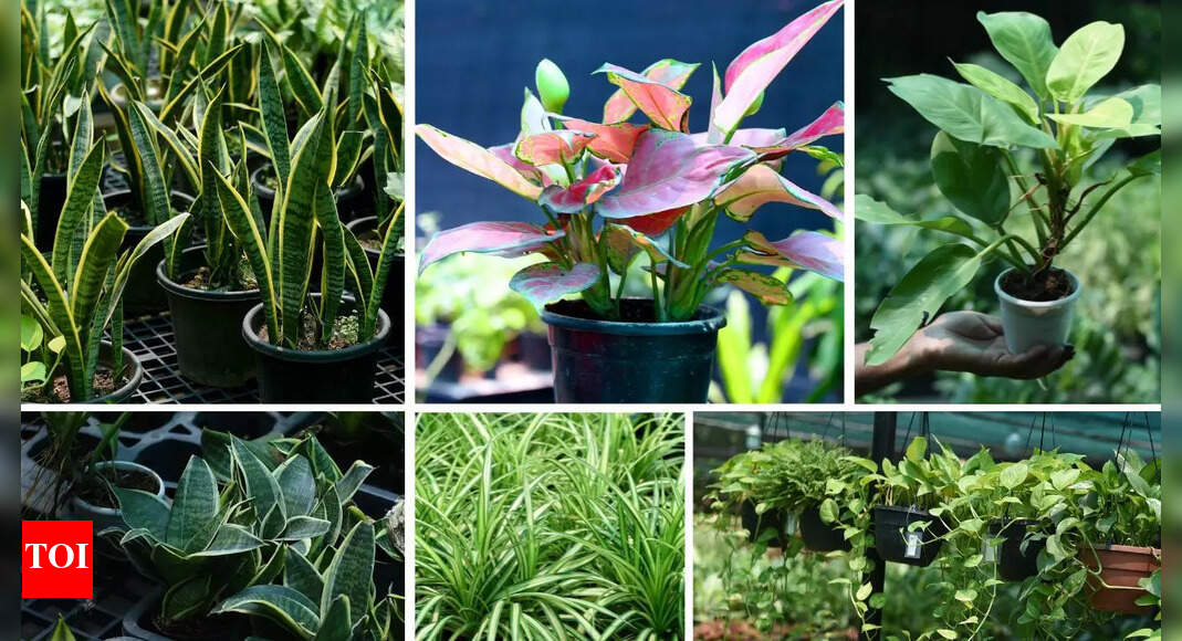 'Plant parenting helps to meet nurturing instinct' - Times of India