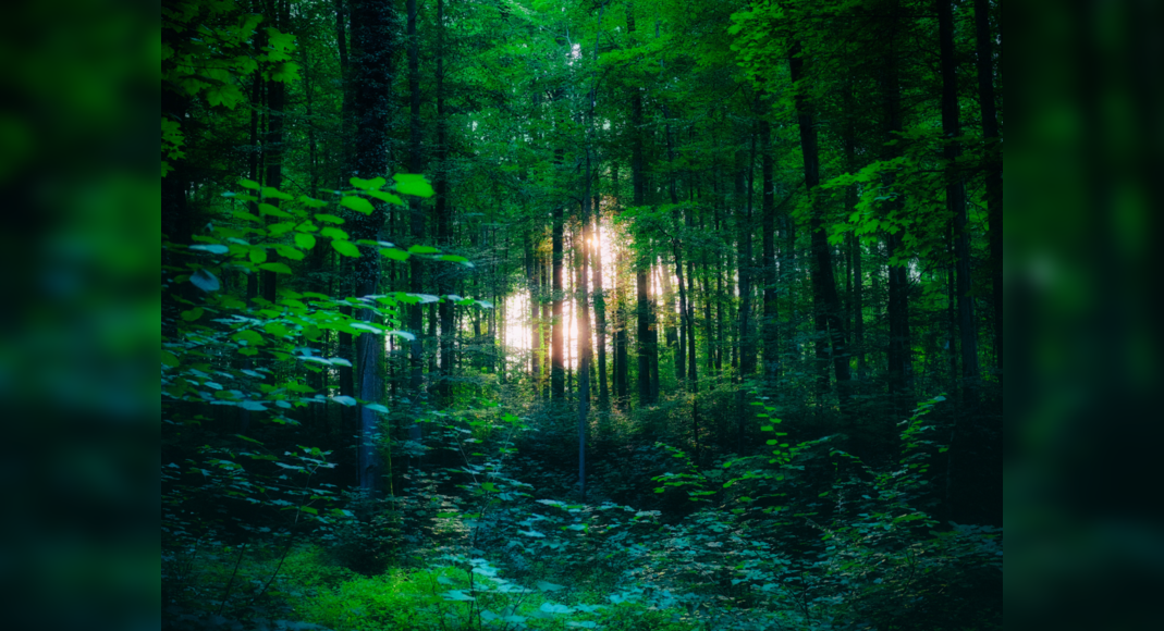 UK: World’s oldest fossil forest dating back 390 million years ...