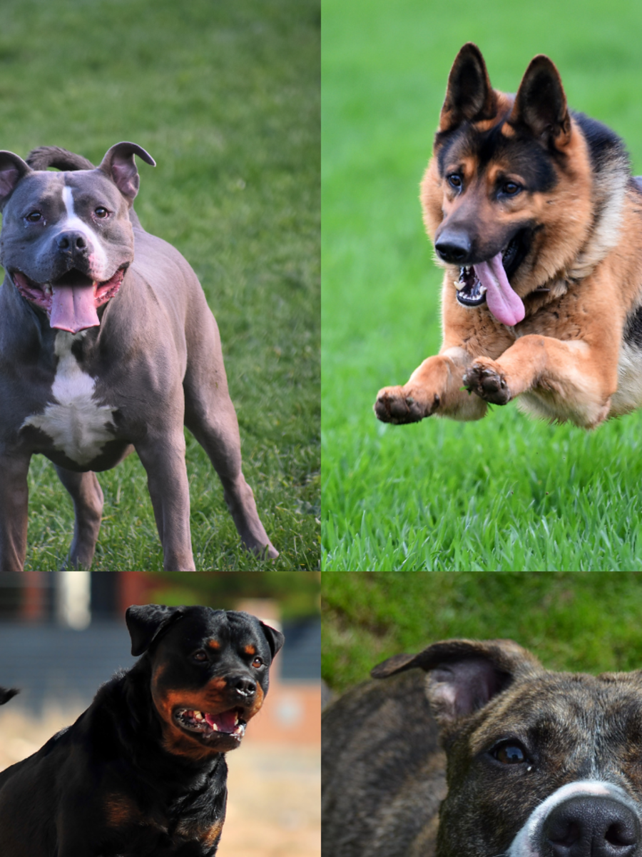 6 Brutal Dog Attacks In Delhi-NCR | Times Now