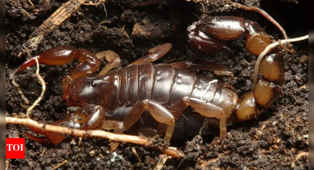 Scorpion with 8 legs and eyes discovered in Thailand | - The Times of India