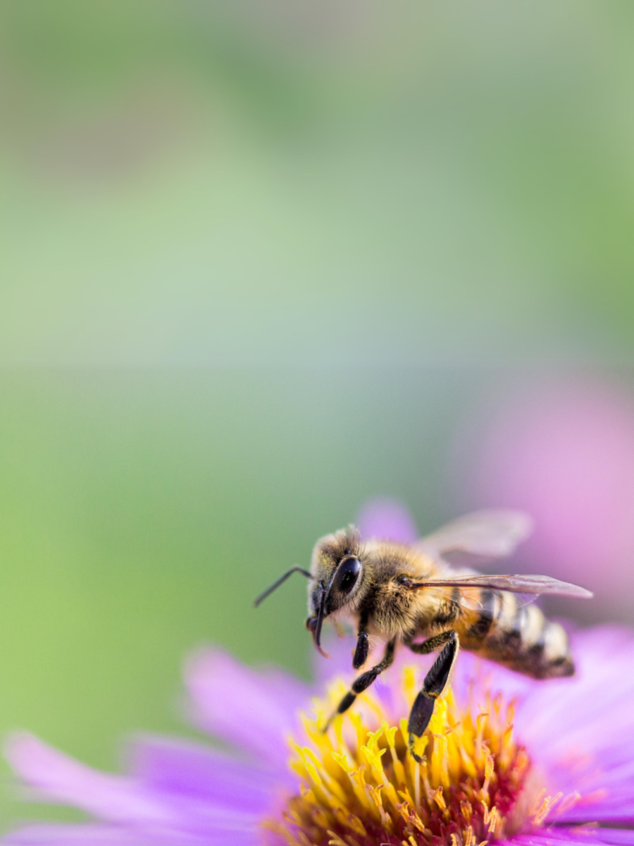 New Bee Species Solves Long-Standing Pacific Puzzle: Origin, Location ...