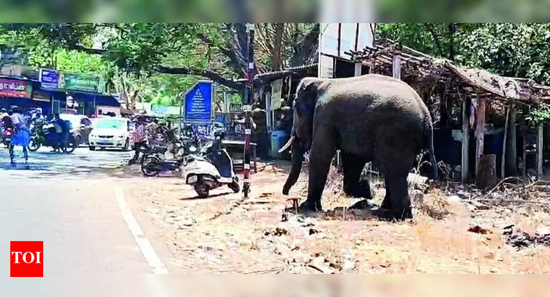 Wild Tusker: Wild Tusker's Attack on 65-Year-Old Man in Coimbatore ...