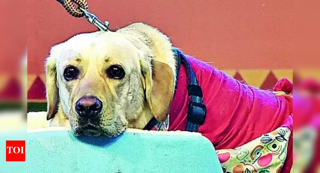 Parasite Infections: Rising Temperature Threatens Pets in Kochi ...