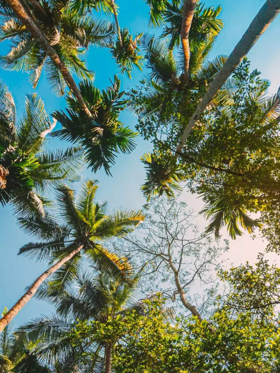 Top Goa Beaches That Must Be On Every Traveller’s Bucket List | Times Now