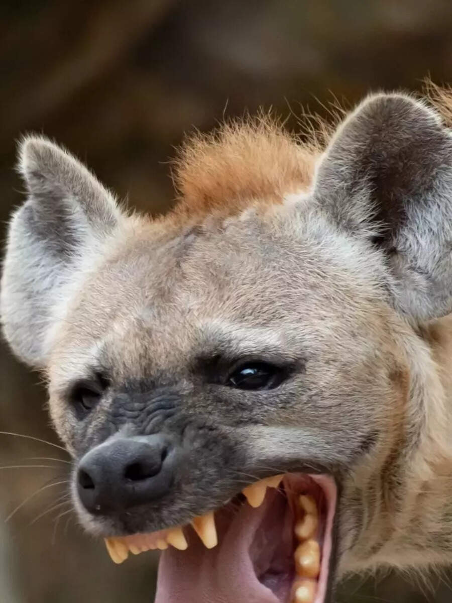 10 animals with the scariest laugh | Times of India