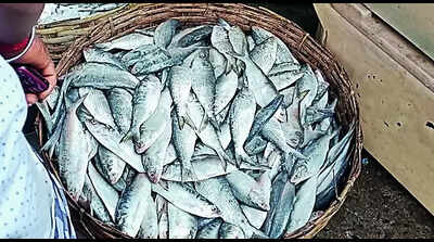 1,000 indigenous fishes introduced into river Valvanti to enhance popn ...