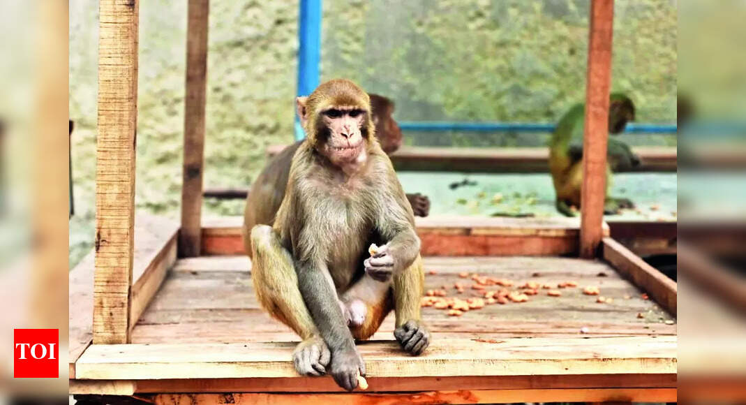 Monkey Catchers: Noida Authority to Hire Professional Monkey Catchers ...