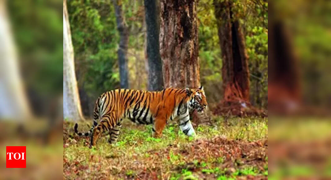 Tiger Attack: Man Injured in Tiger Attack While Mowing Grass in ...