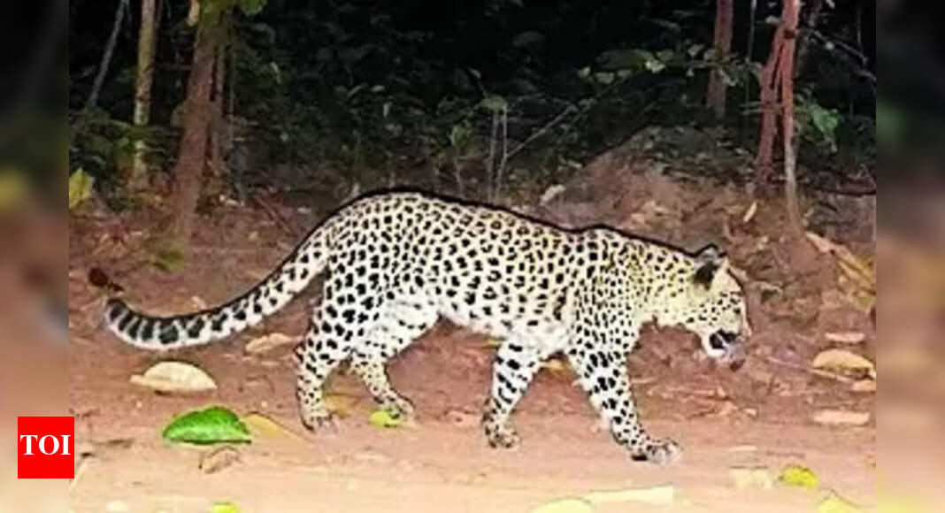 Melanistic Leopard: Rare Sighting: Melanistic Leopard Spotted with ...