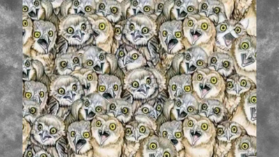Optical illusion: Can you spot the fake owl in under 6 seconds? - Times ...