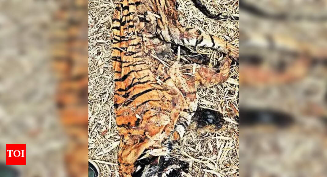 Tiger: Search For Tiger’s Missing Parts On | Nagpur News - Times of India
