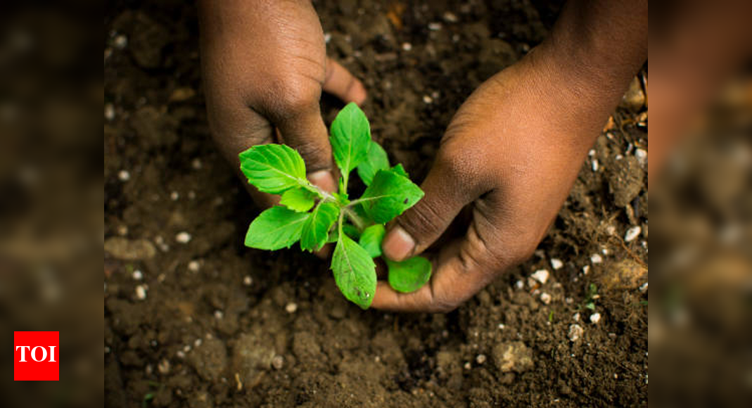 The special meaning of Tulsi plant at home - Times of India