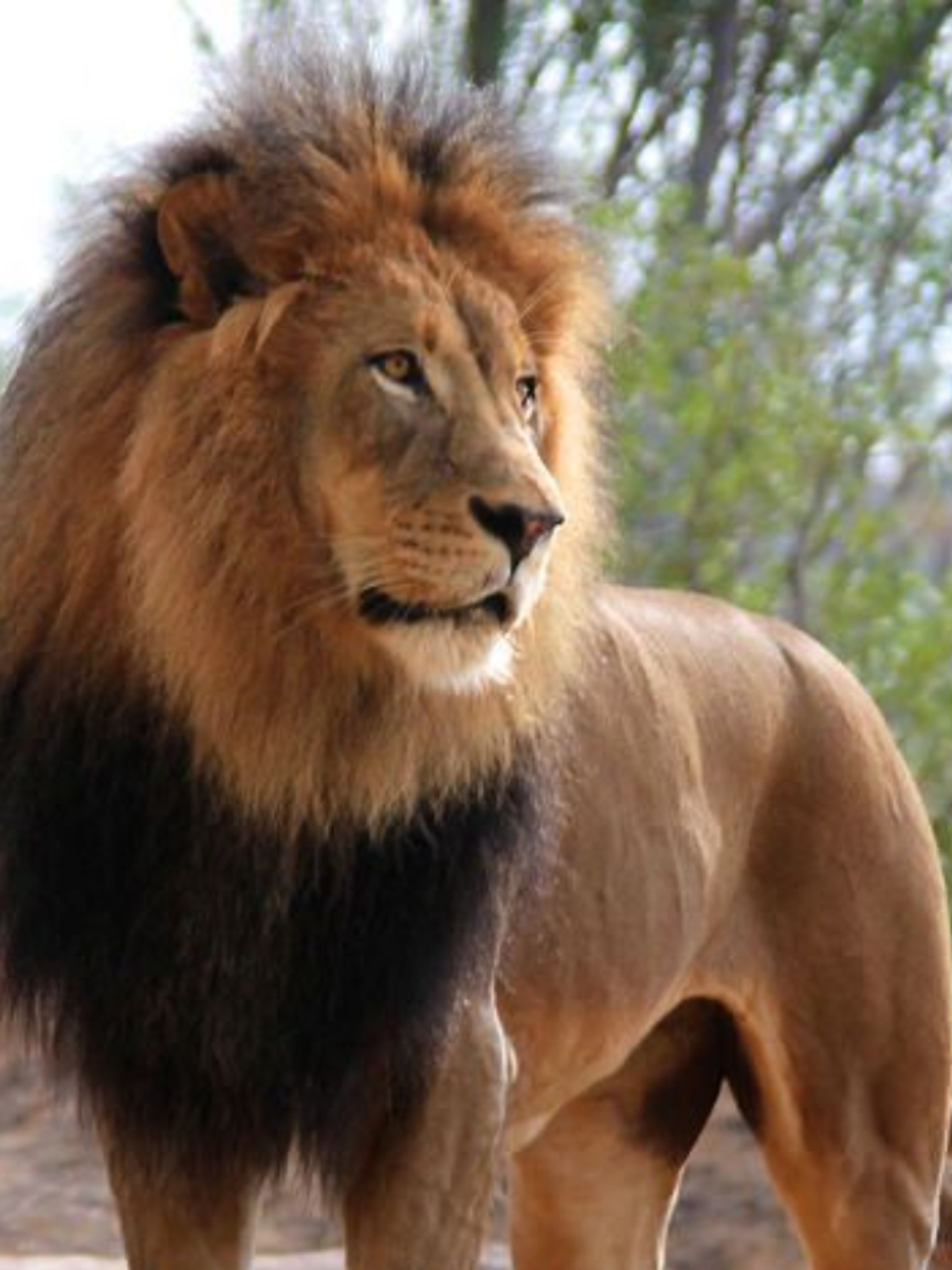 5 Animals Known for Their Lack of Loyalty | Times Now