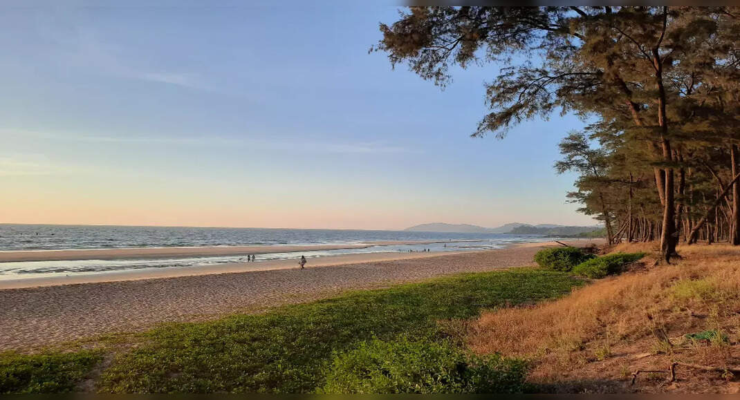 Goa: Galgibaga Beach's extraordinary turtle nesting season is here ...