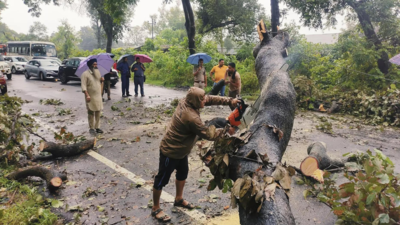 Check status of old trees to curb accidents: JSR civic body to TSUISL ...