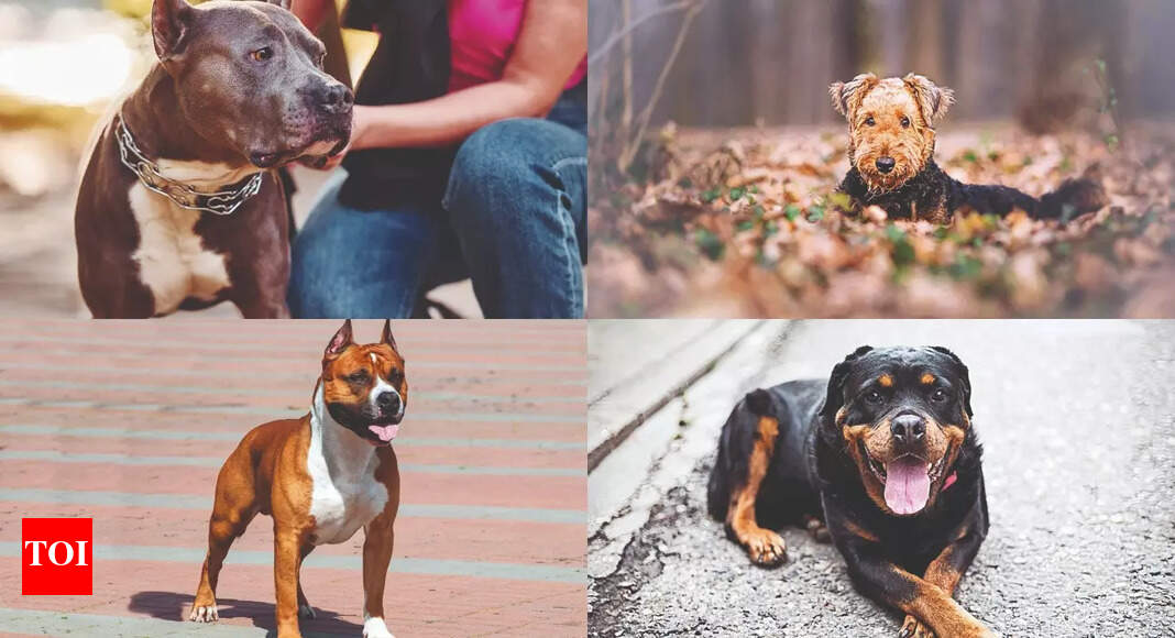 KNOW THE 23 DOG BREEDS FACING BAN - Times of India