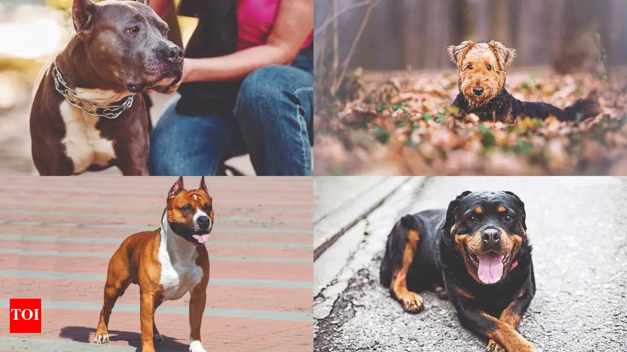 23 Breeds Of Dogs Banned In India - Infoupdate.org