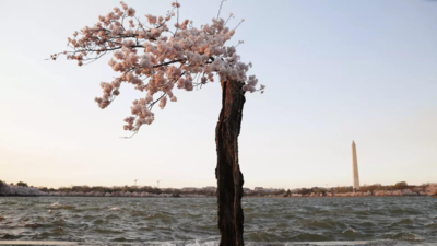 More than 100 cherry trees in Washington, including iconic Stumpy, to ...