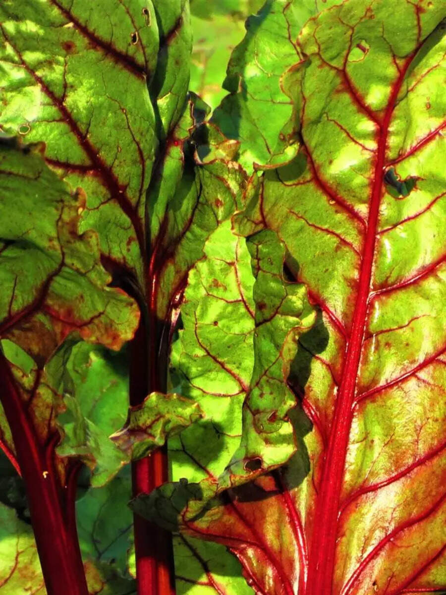 8 benefits of consuming beetroot leaves | Times of India
