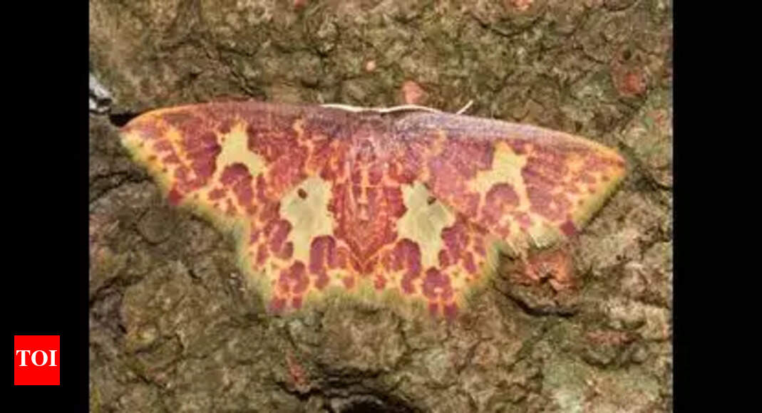 Jet Lag: Odours To Fight Jet Lag? Bengal Scientists’ Research On Moths ...