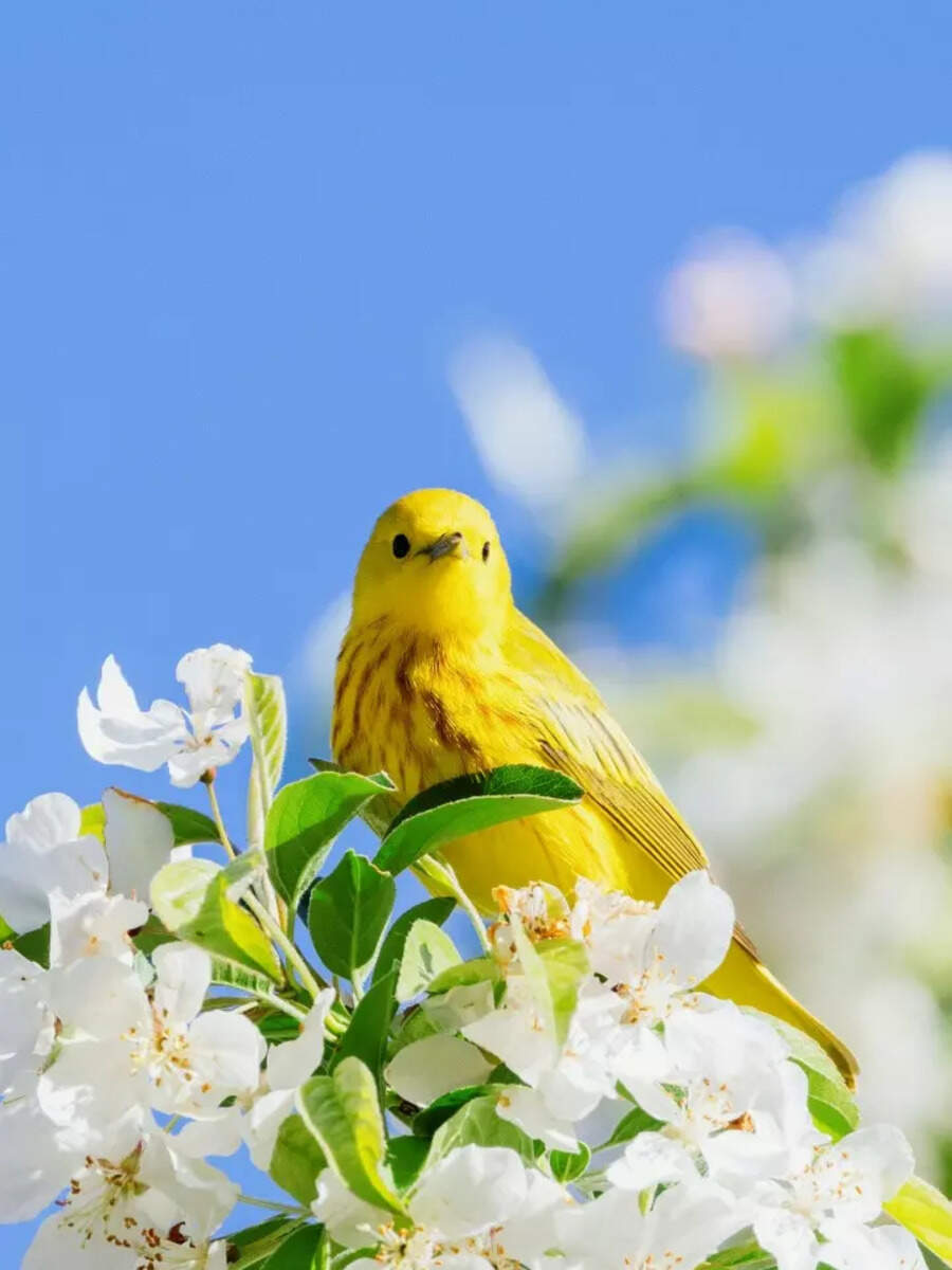 10 most unusual birds from across the world | Times of India