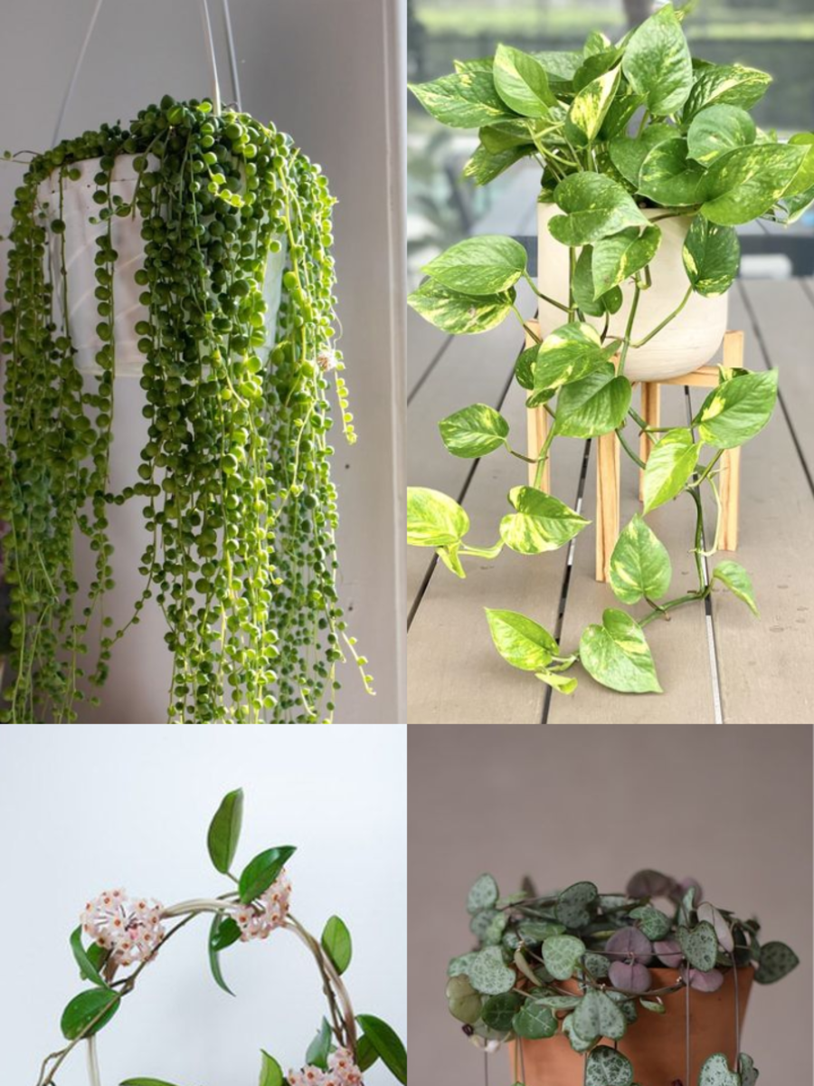 10 Hanging Plants That Remove Dust | Times Now