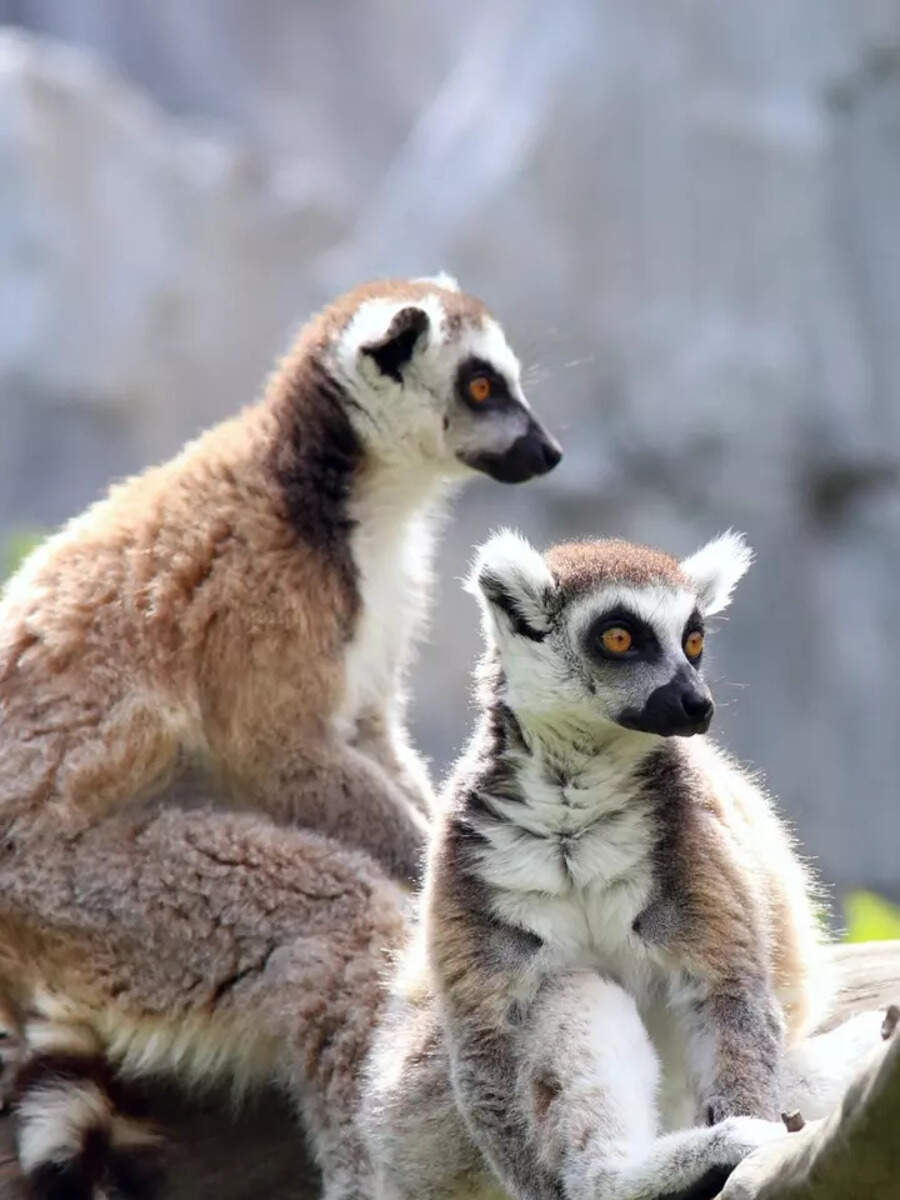 Critters and Their Collective Nouns: 5 Odd Names for Groups of Animals ...