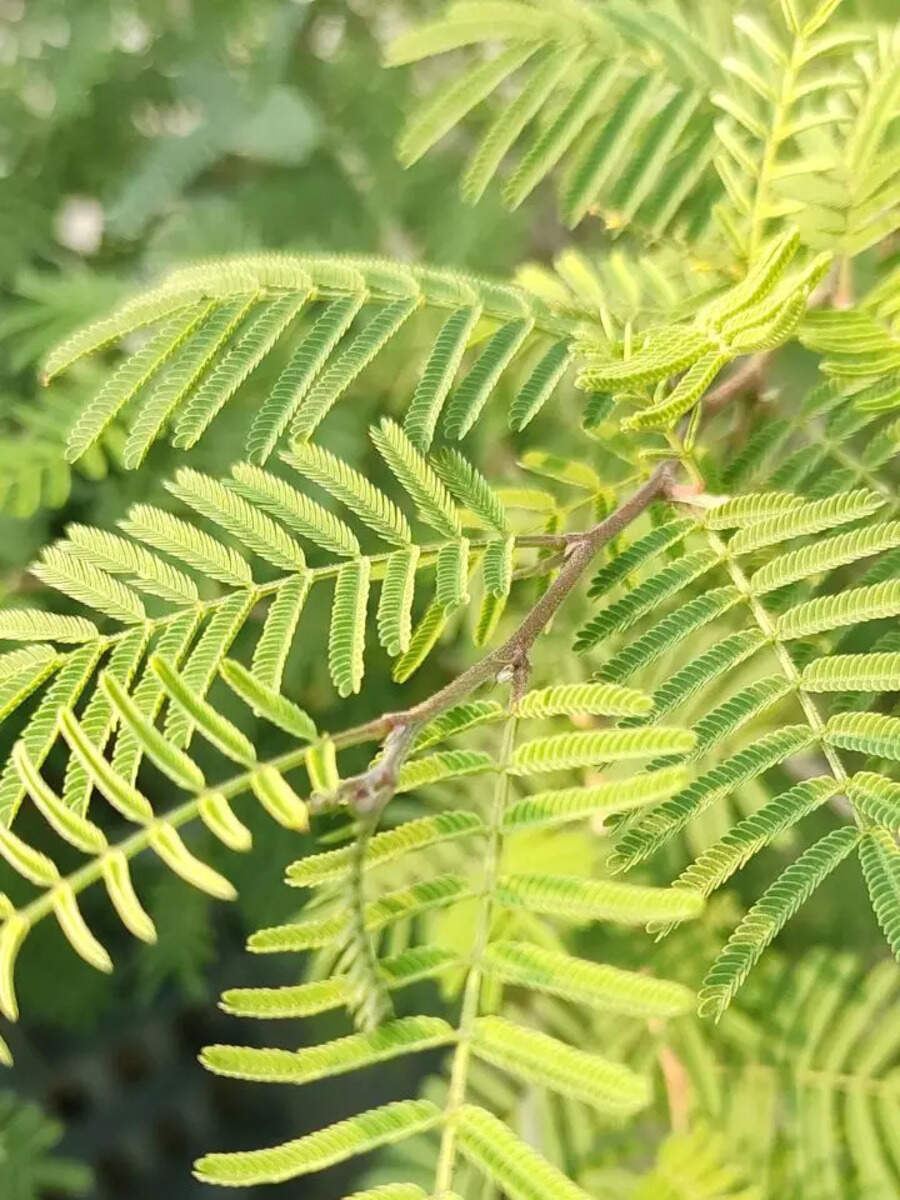 The right way to grow and maintain Shami plant at home | Times of India