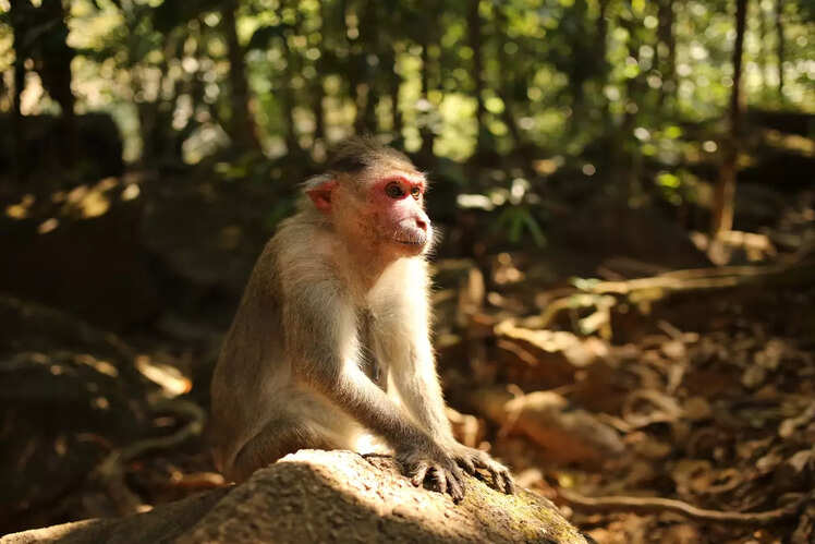 Goa beyond beaches: Unmissable wildlife experiences for nature lovers ...