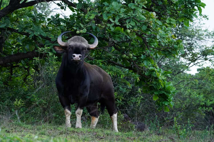 Goa beyond beaches: Unmissable wildlife experiences for nature lovers ...