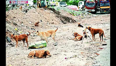 Stray Dog Menace: Raj Govt Revises Guidelines To Control Stray Dog ...