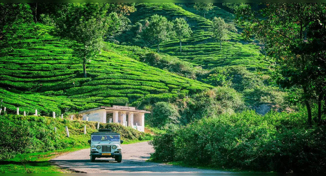Tea Gardens: Prime Indian destinations to explore the beauty of tea ...