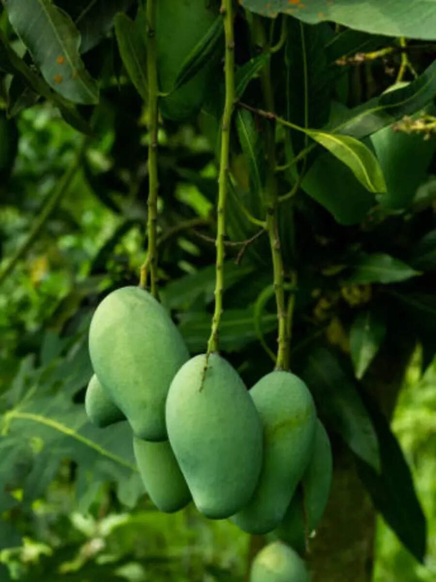 Mango Dishes | Panna To Murabba - 10 Raw Mango Dishes To Try This ...