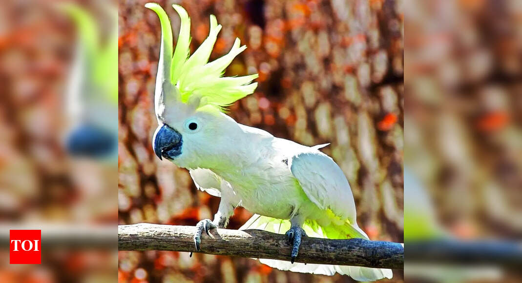 Endangered Cockatoos: Four Endangered Cockatoos Smuggled From Malaysia ...