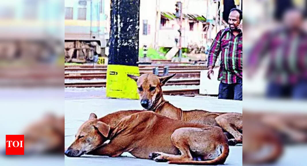 Rabies: Stray Dog Tests Positive For Rabies | Kochi News - Times of India