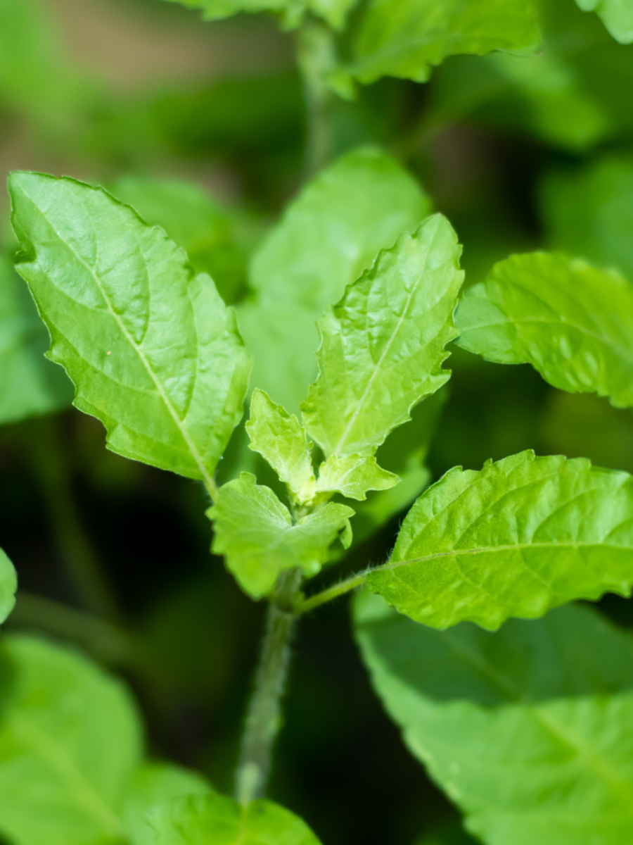 Spiritual Benefits Of Eating Tulsi Leaves | Times Now
