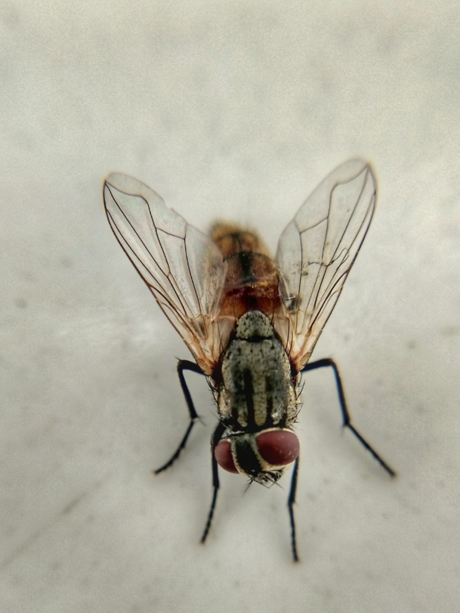 10 Simple Ways To Get Rid Of Flies | Times Now