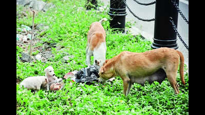 BBMP: Bommanahalli Abc Centre May Close As Rent Agreement Expires ...