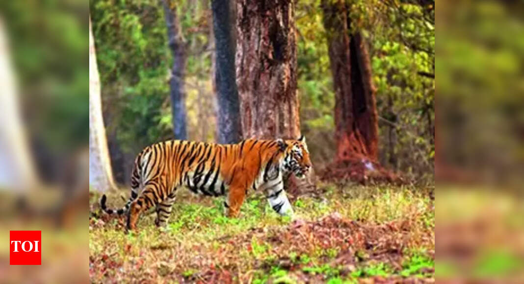 Tiger Attack: Man Injured In Big Cat Attack; Another Rescued Tiger ...