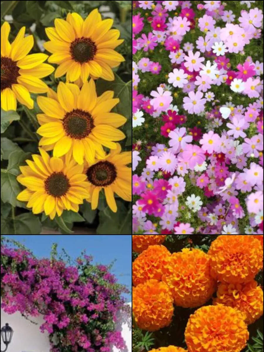 9 Flowering Plants To Grow In Summer | Times Now