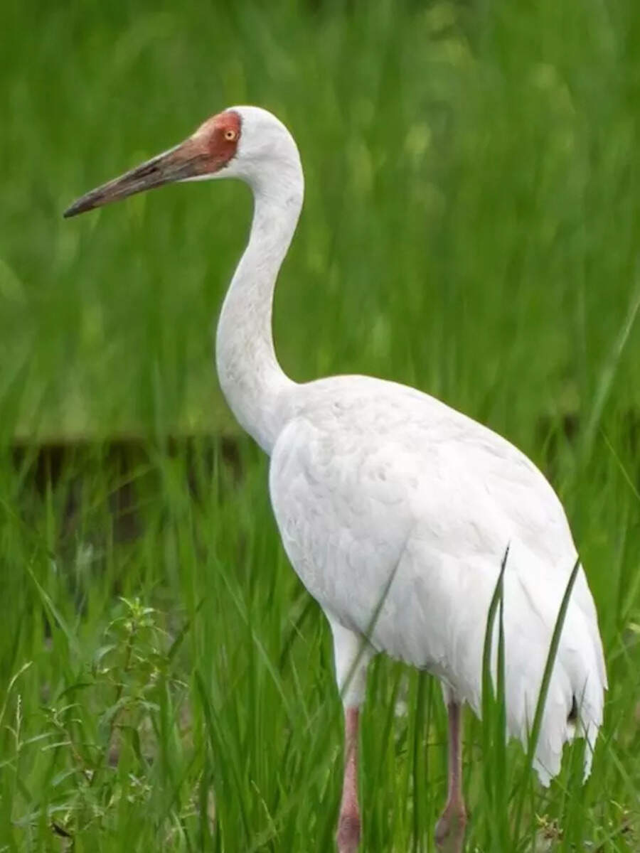 Beautiful Migratory Birds: Top Rare Birds From Siberian Crane To Saker ...
