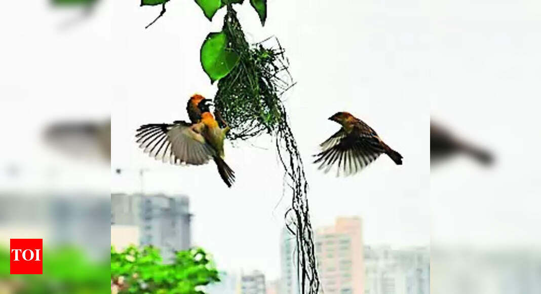 Birds Protection: Distributing Nests To Save Birds In Summers ...