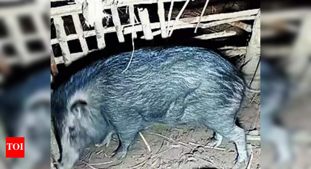 Wild Boar: Man Arrested For Rearing Wild Boar | Bhubaneswar News ...
