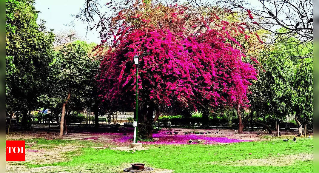 Hues Of Summer! Delhi Dons Flaming Red Foliage As Heat Rises | Delhi ...